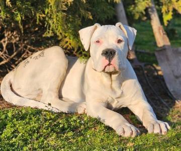 DOGO ARGENTINO PRVOBIRANO MUSKO STENE