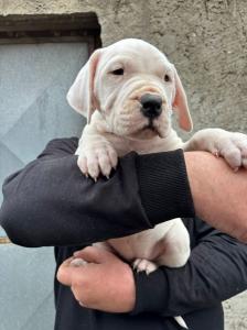 DOGO ARGENTINO ŠTENCI