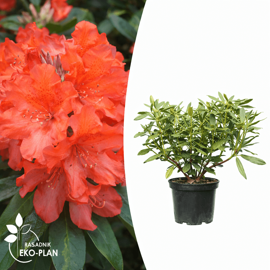 Rhododendron Taurus Orange