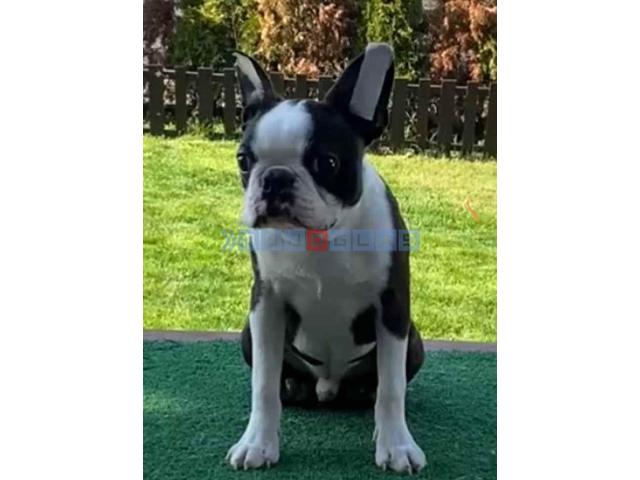 Dostupno muško štene Boston terijera