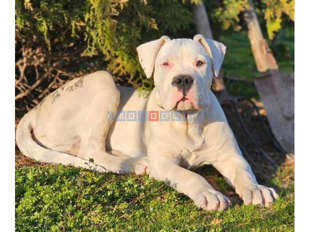Dogo Argentino prvobirano musko stene