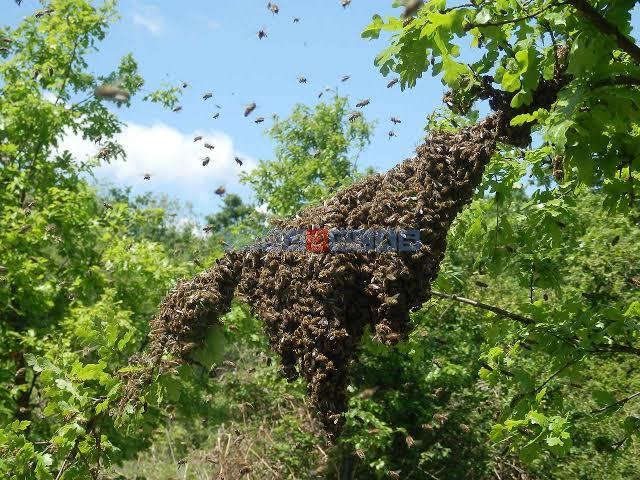 Uklanjanje rojeva pčela