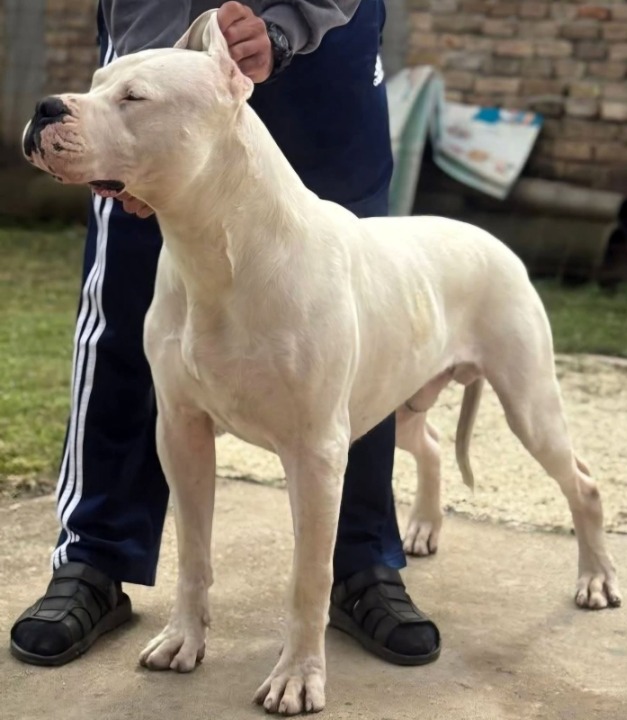 Dogo Argentino prvobirano musko stene