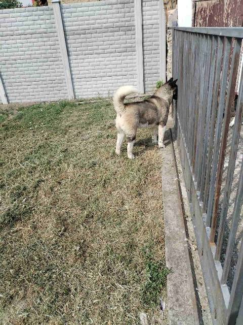 Americka Akita, mužjak slobodan za parenje