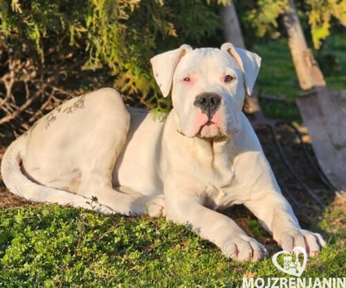 Dogo Argentino prvobirano musko stene