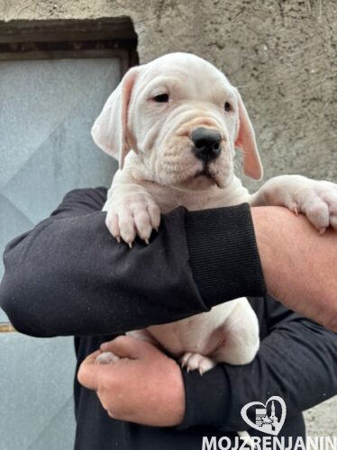 Dogo Argentino štenci