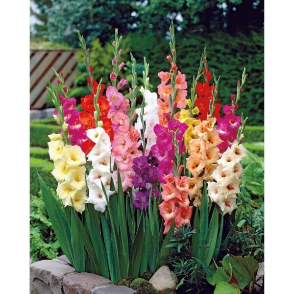 Gladiolus Largeflowered mix 10 lukovica