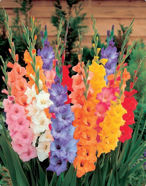 Gladiolus mix-5 lukovica