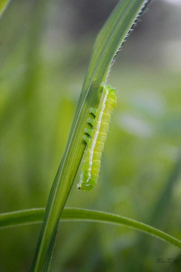 GREEN CRAWLER - DENIS ZEKIĆ