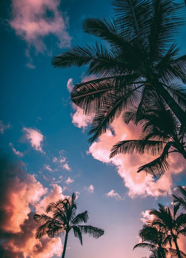 PALM TREES
