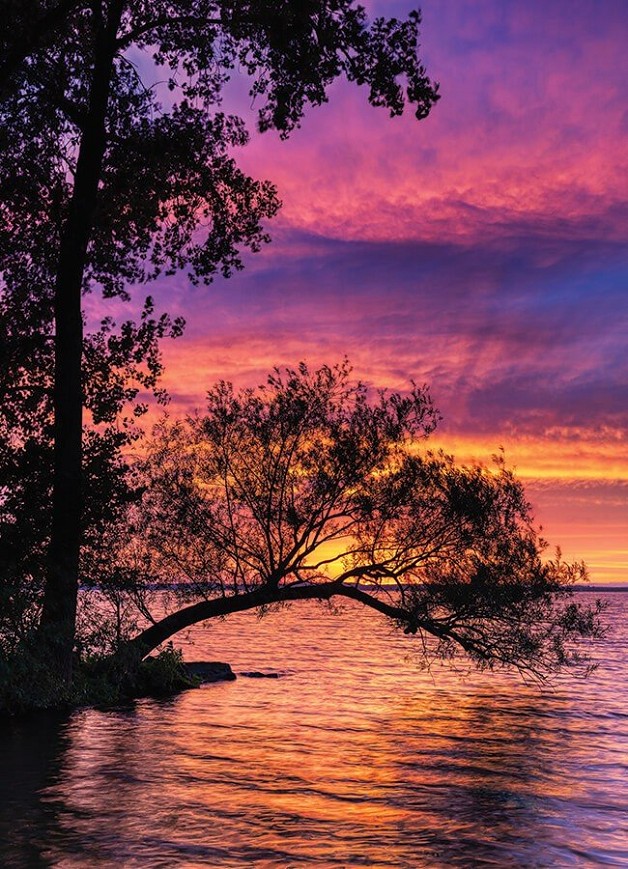 TREE AND BEAUTIFUL SUNSET