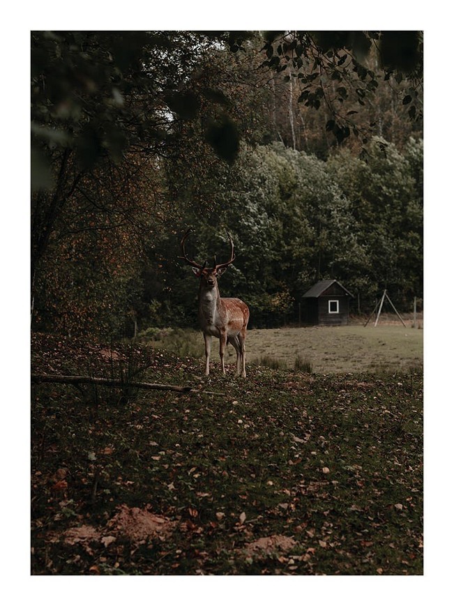 DEER