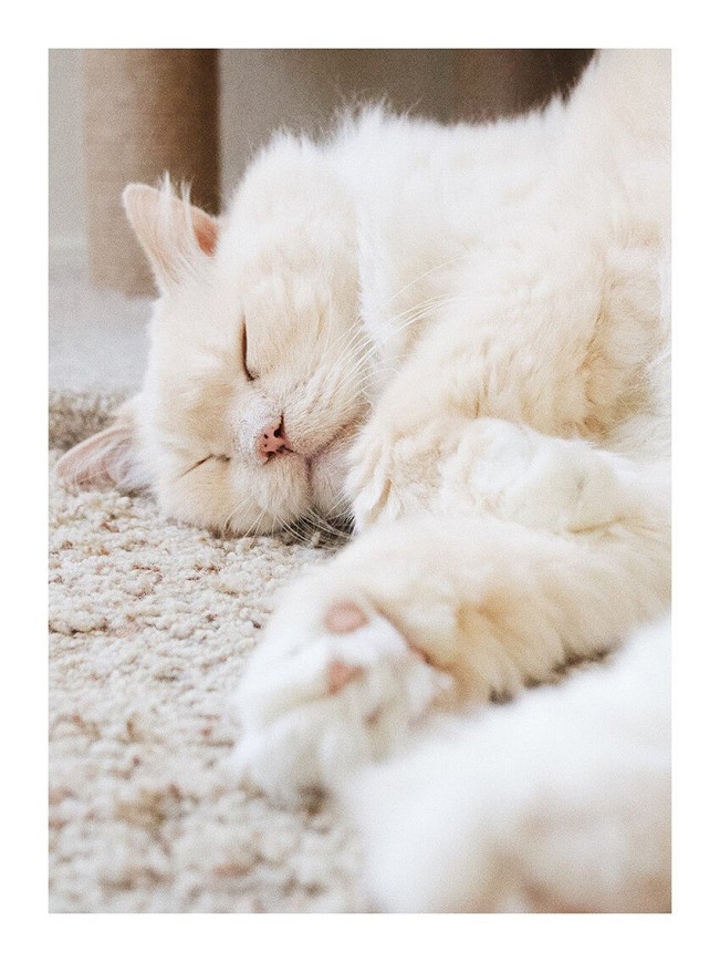 WHITE FLUFFY CAT