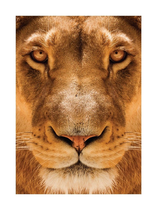 PORTRAIT LION