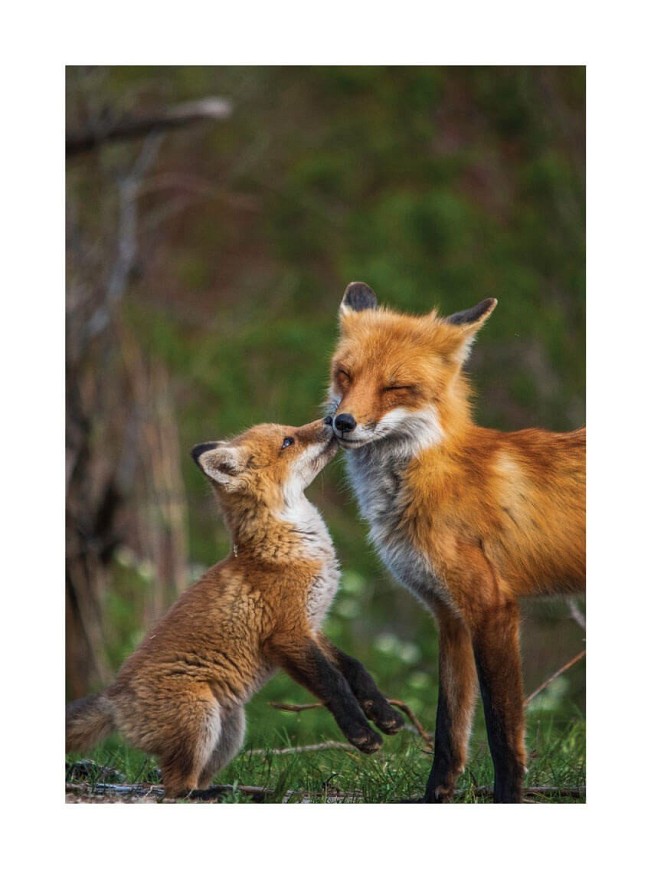 FOX FAMILY