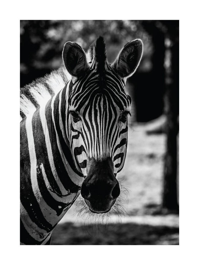 ZEBRA PORTRAIT