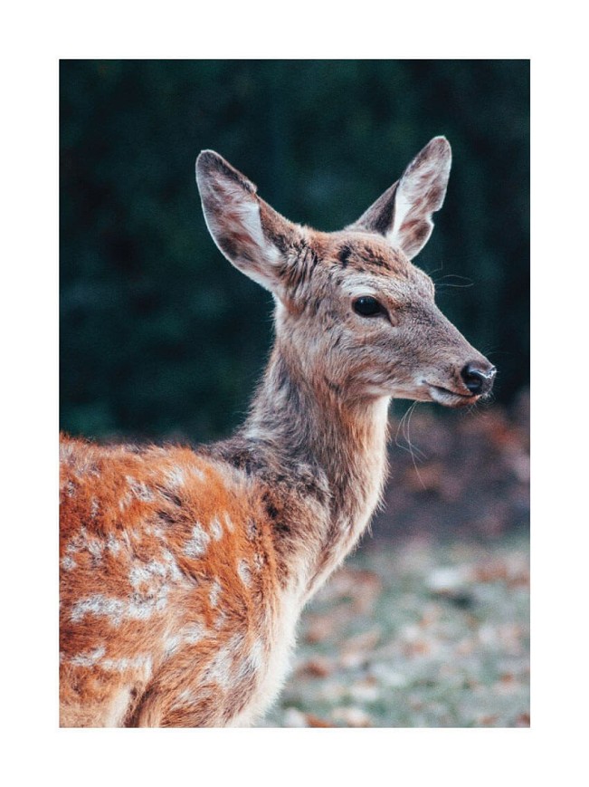 DEER CLOSE UP