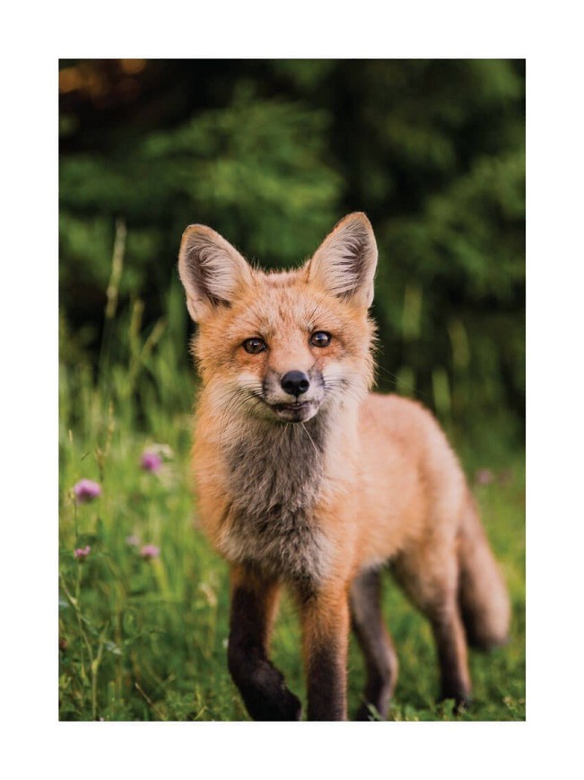 FOX IN THE FOREST
