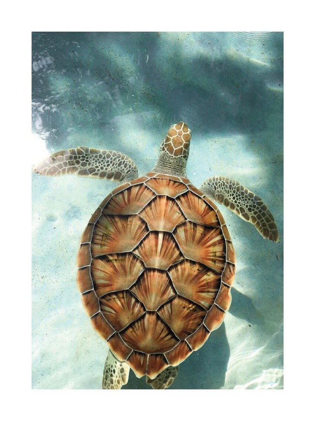 TURTLE