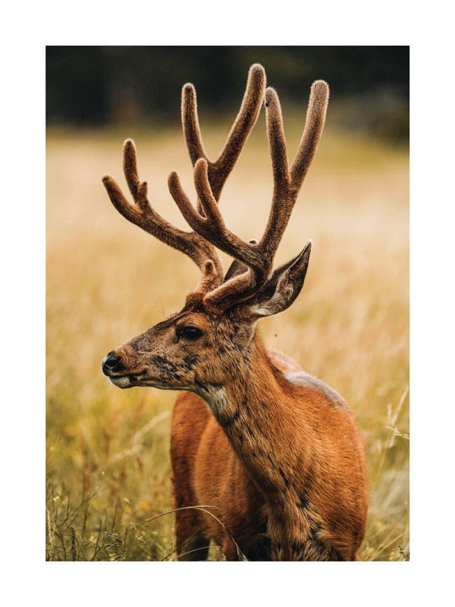 STAG PROFILE