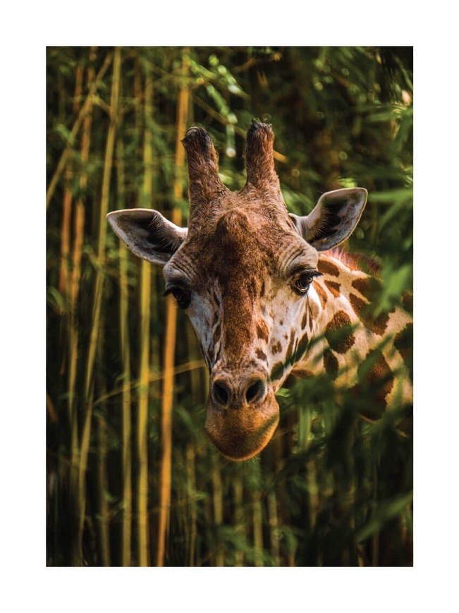 WILD GIRAFFE