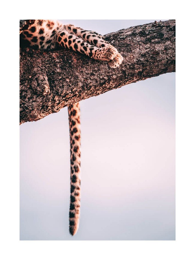 LEOPARD ON THE TREE