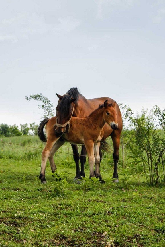 MOTHERS LOVE - DENIS ZEKIĆ