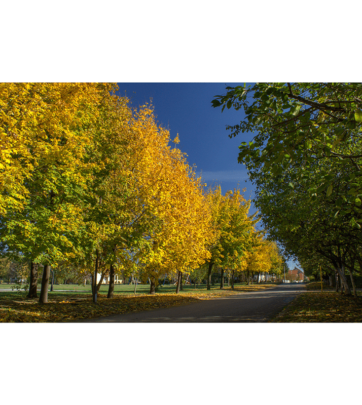 YELLOW LEAVES IN THE PARK - RATKO NEDOVIĆ