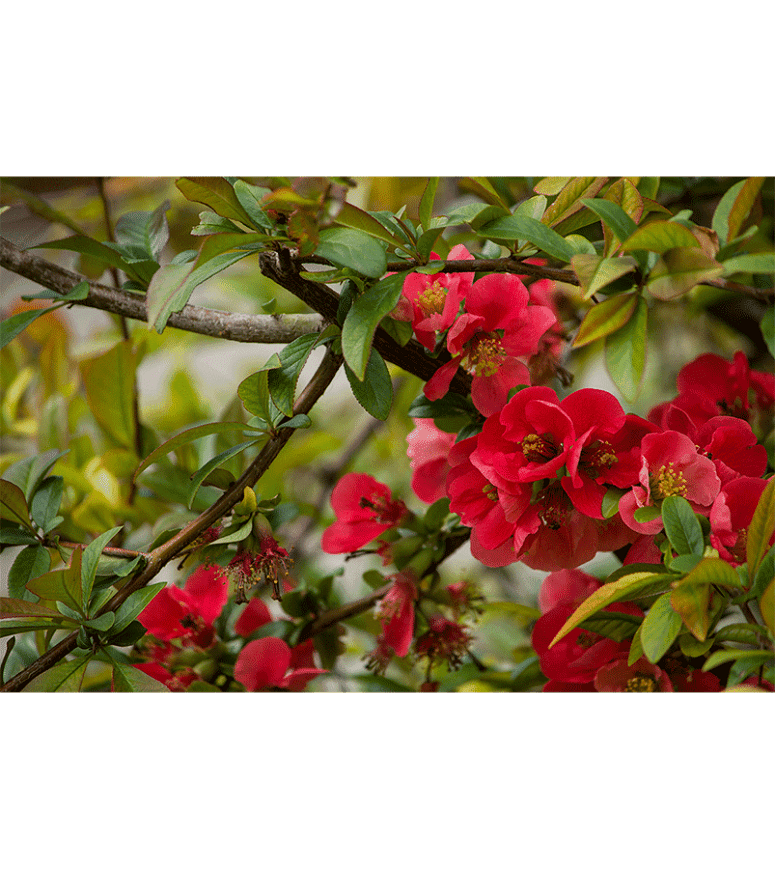 JAPAN BIRS - ŽOLT KAVAI