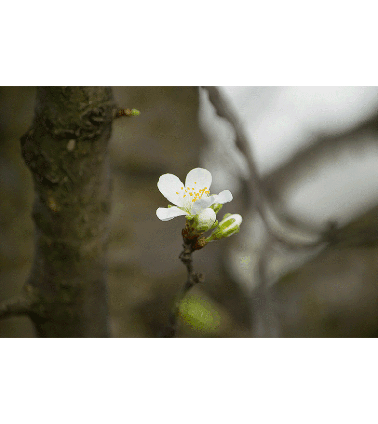 CVET KRUŠKE - ŽOLT KAVAI