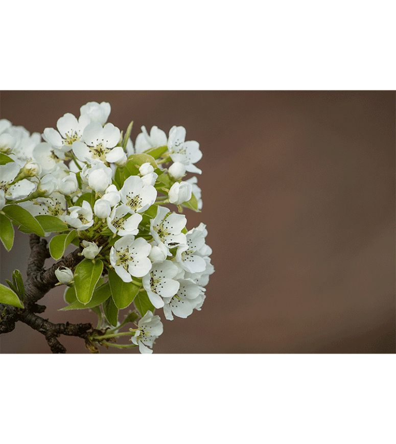 CVETOVI KRUŠKE - ŽOLT KAVAI