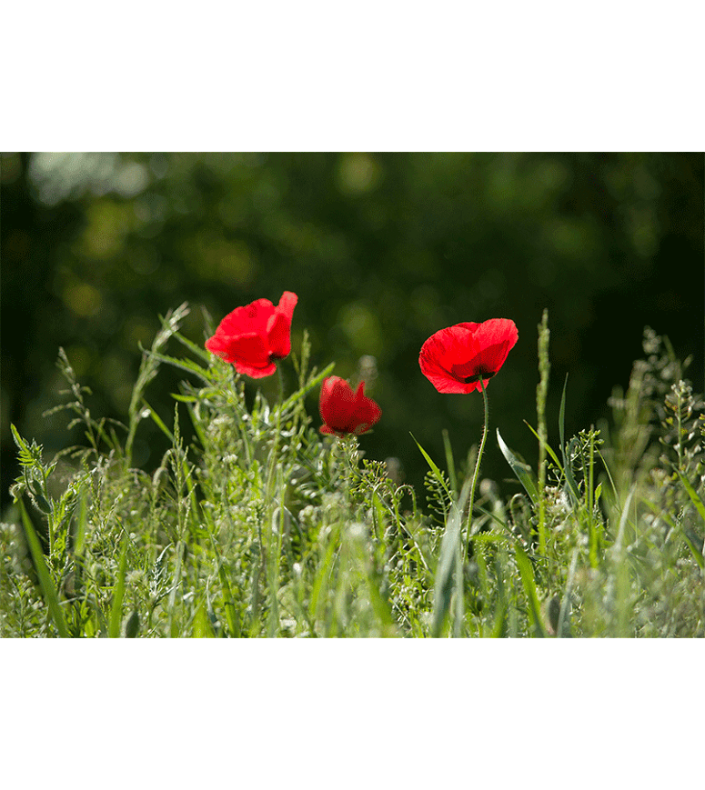 BULKE U RITU - ŽOLT KAVAI