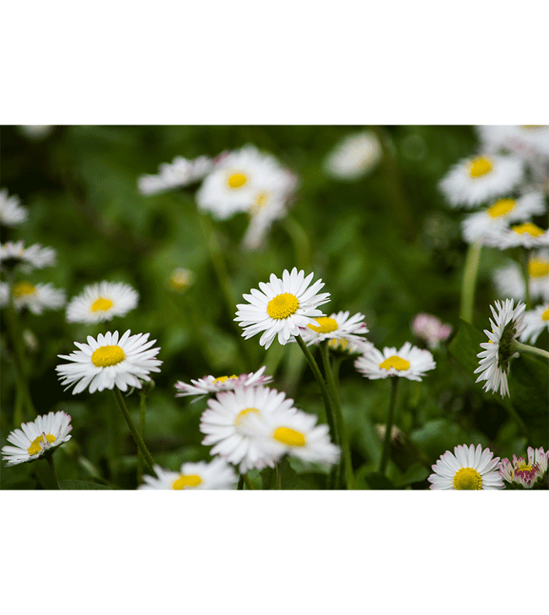 MASLAČAK - ŽOLT KAVAI