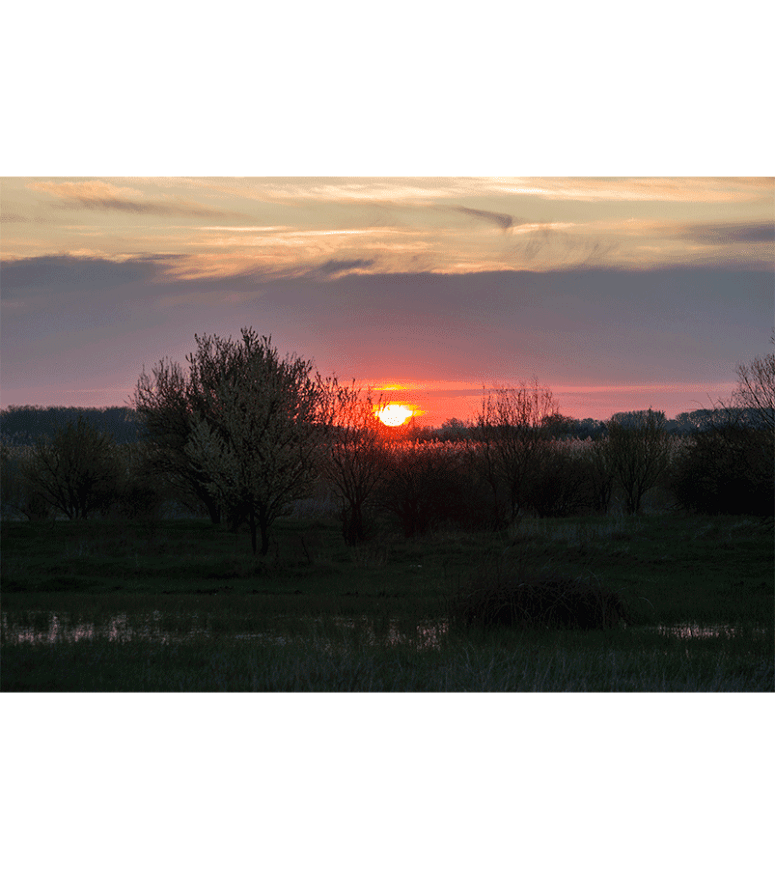 IZLAZAK SUNCA - ŽOLT KAVAI