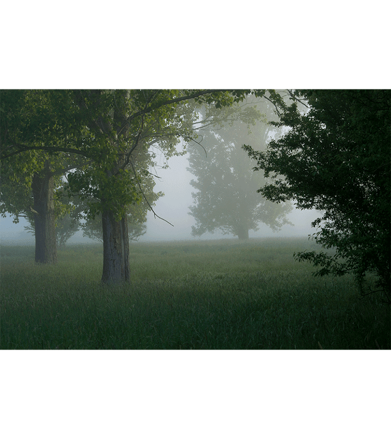 MAGLA U RITU - ŽOLT KAVAI
