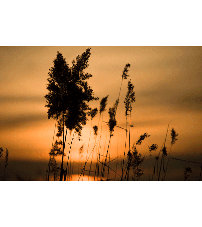 TRSKA U ZALASKU SUNCA - ŽOLT KAVAI