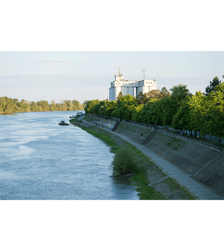 TISA KEJ - ŽOLT KAVAI