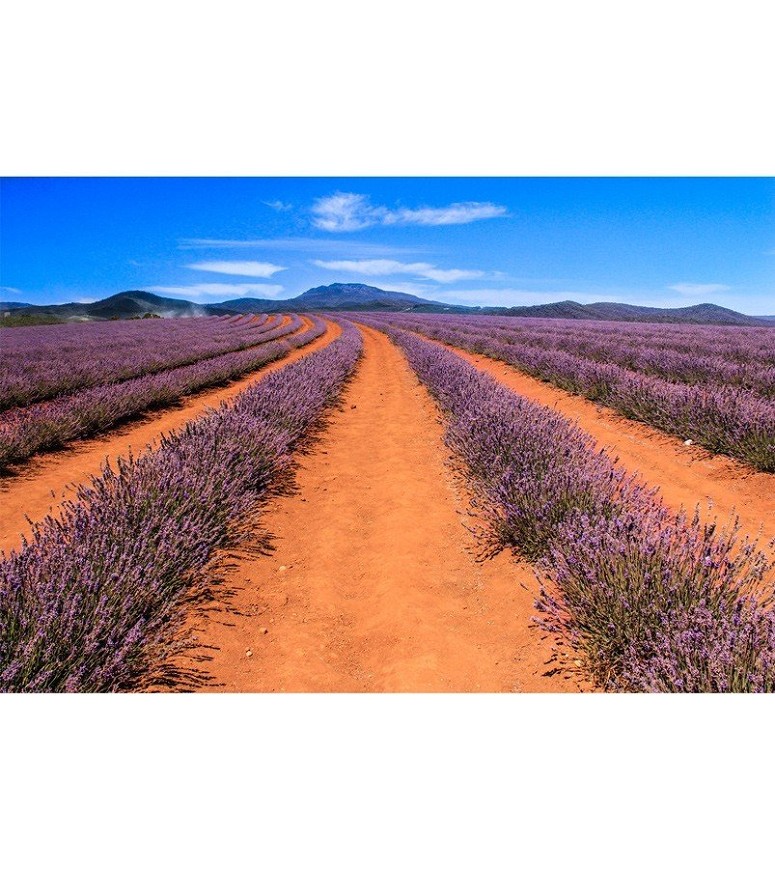 LEVENDULAFARM TASMANIA - TEODORA BALAŠA