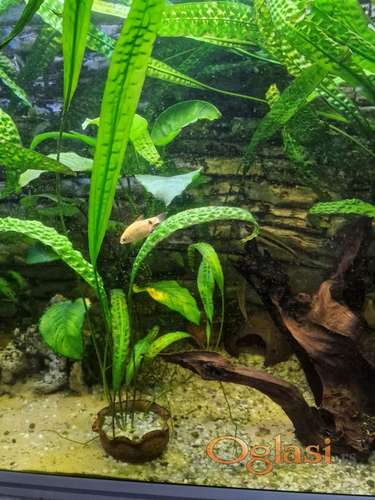 Cryptocoryne aponogetifolia,nana anubias i panj na prodaju