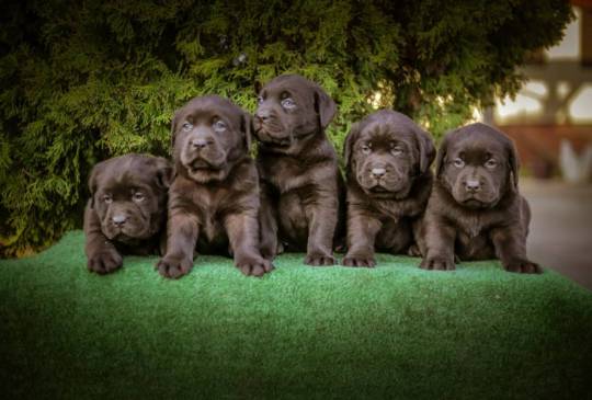 Labrador Retriver Braon Štenci