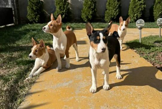 Prelepi štenci rase Basenji
