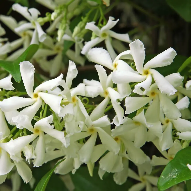 Zvezdasti jasmin