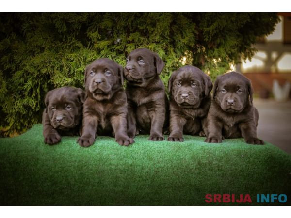 Labrador retriver braon štenci