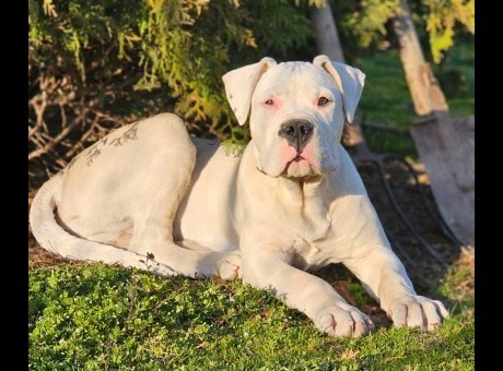Dogo Argentino prvobirano musko stene