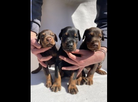 Doberman prelepi stenci