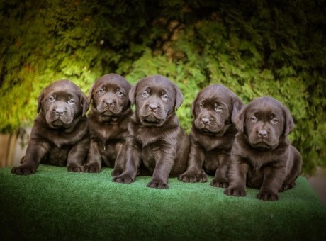 Labrador retriver braon štenci