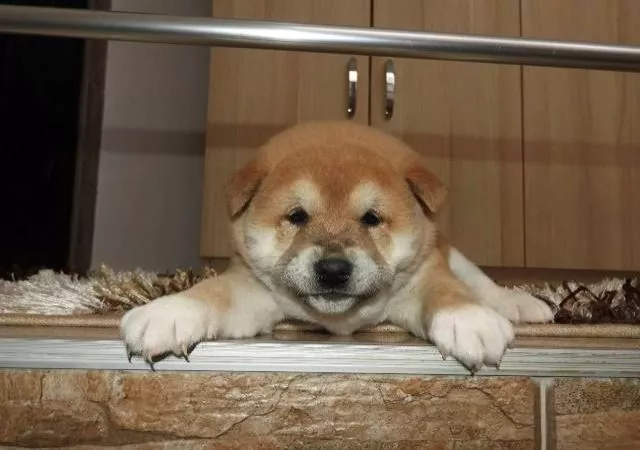 SHIBA INU, TOP ŠTENCI