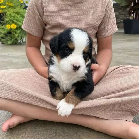 ŠTENCI BERNSKIH PLANINSKIH PLANINA