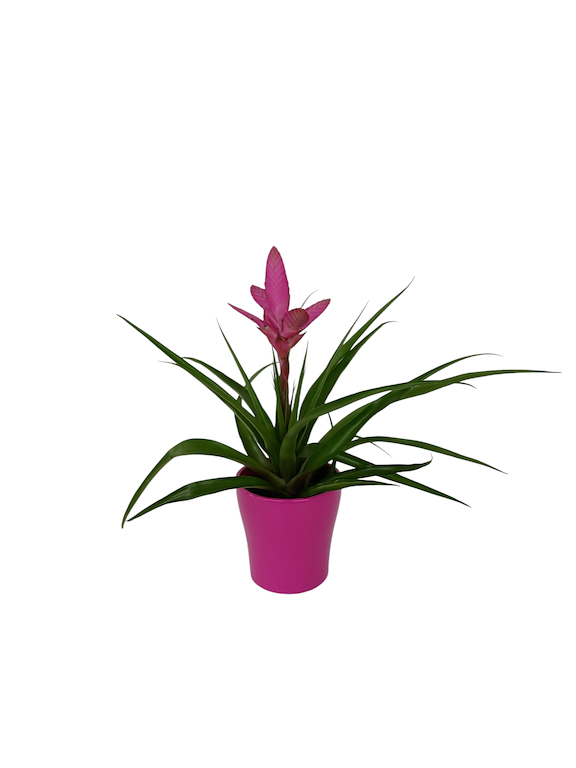 Tillandsia Cyanea ‘Anita’