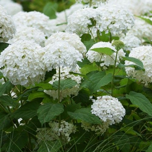 Hydrangea Arborescens Flower WOW - Drvenasta Hortenzija